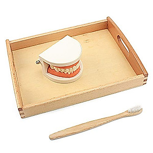 DANNI Gudong Montessori Kids Practical Life Simulated Tooth Toy Brushing Tooth Teaching Aids Real Wood Brush with Tray Preschool Toys for Children (Tooth Set)