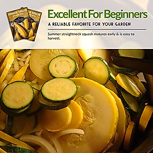 Survival Garden Seeds - Straightneck Summer Squash Seed for Planting - Packet with Instructions to Plant and Grow Yellow Squash in Your Home Vegetable Garden - Non-GMO Heirloom Variety