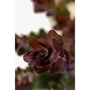 Royal Purple Smoke Tree - 1 Gallon, 3'-4'ft Tall - Established Potted Plant - Continus Coggygria - Fast Growing Tree, Fall Color, Spring Blooms