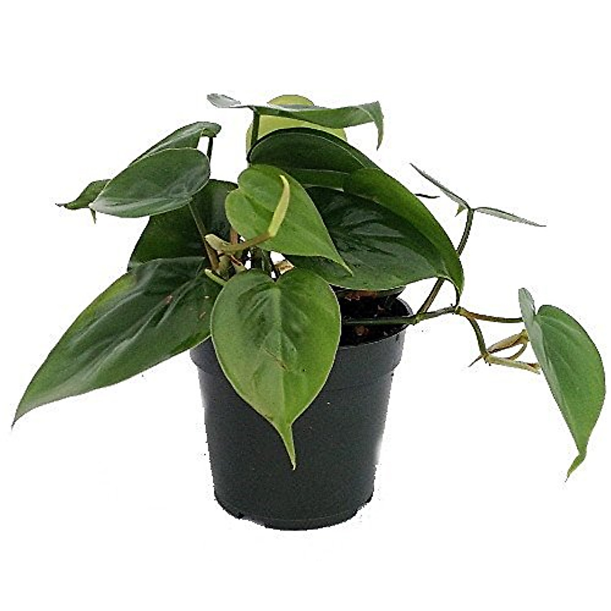 Heart Leaf Philodendron - Easiest House Plant to Grow - 4" Pot - Live Plant