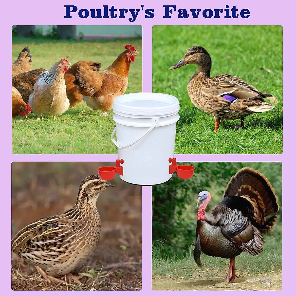 12 PCS Chicken Waterer,Chicken Water Cups,Chicken Feeder, No Waste Automatic Chicken Waterer, Keep It Clean Poultry Watering Cups,Free from Pollution Chicken Water Cup