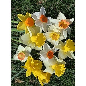 60 Days of Daffodils Mix - 50 Bulbs!! A Random, Colorful Mix of Daffodils!