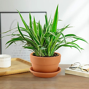 Suwimut 4 Pack Terracotta Pots with Saucer, 6 Inch Large Terra Cotta Plant Pot with Drainage Hole, Clay Flower Planter Pot with Tray for Indoor Outdoor Plant