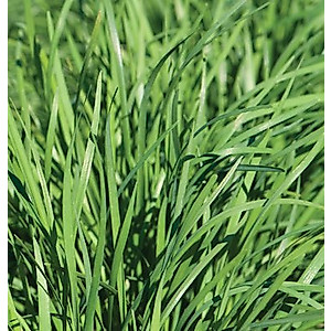 David's Garden Seeds Herb Chives Garlic Nira FBA-2343 (Green) 200 Non-GMO, Heirloom Seeds