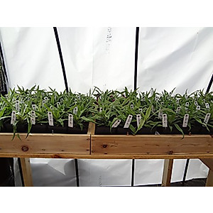 Pineapple Plants "White Jade" Includes Four (4) Plants