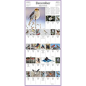 Audubon Songbirds and Other Backyard Birds Picture-A-Day Wall Calendar 2022: Your Daily Sighting of Songsters that Bring Color, Joy, and Sweet Melodies.