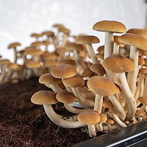 North Spore 'Boomr Bag' (5 lbs) Sterile Manure-Based Bulk Mushroom Substrate | Premium Horse Manure Blend | Grow Bigger Flushes w/ Maximum Yield Formula | Handmade by Expert Mycologists in Maine, USA