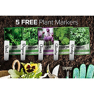 Culinary Herb Seeds For Planting Indoors and Outdoors 5 Herbs Seed Packets Including Basil, Cilantro, Chives, Oregano, and Parsley - Great for Kitchen Herb Garden Heirloom Herb Seeds - Gardners Basics