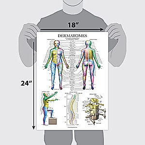 Palace Learning Dermatomes & Nervous System Anatomical Chart - Dermatomes Anatomy Poster