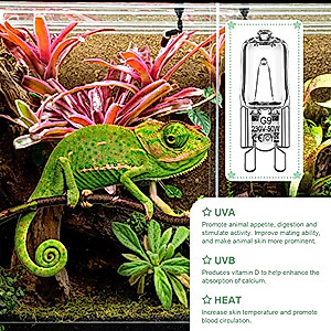 12 Pcs Mini Halogen Bulb Reptile Light G9 Uvb Bulbs Lamp Basking and Night Time Bulb Halogen Bulbs Beads Heat Lamp for Reptiles (50 Watts)