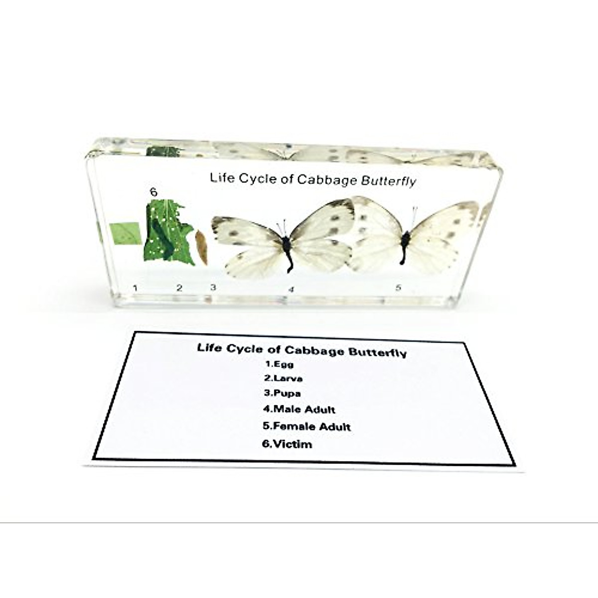 Lifecycle of a Cabbage Butterfly Paperweight Science Classroom Specimens for Science Education