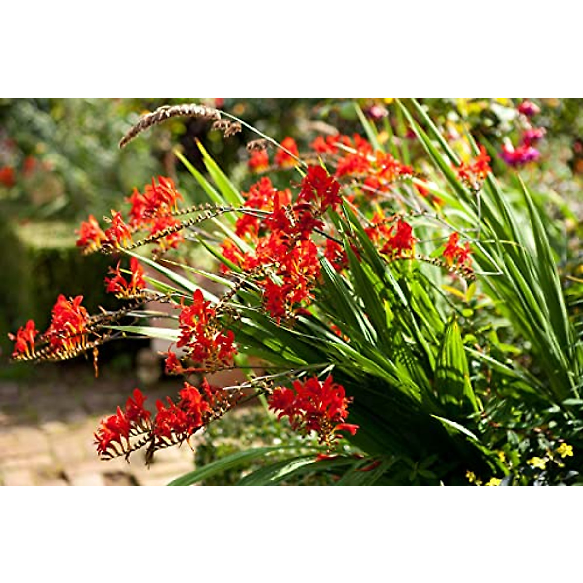 10 Red Crocosmia Lucifer Bulb Large Size, Crocosmia Corms for Planting Ornaments Perennial Garden to Grow Pots