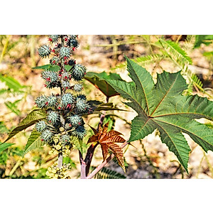 Castor Oil Shampoo and Conditioner for Hair Growth, Thinning Hair, Curly Hair 500ml (16.9 Oz): Pure Jamaican Black Castor Oil Shampoo for Men and Women; Black Castor Oil Shampoo and Conditioner Set