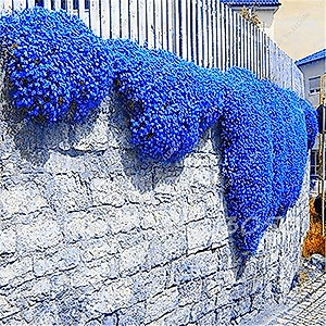 Rainbow Creeping Thyme Plants Blue Rock CRESS Plants - Perennial Ground Cover Flower ,Natural Growth for Home Garden 200 Pcs/Bag - (Color: 12)