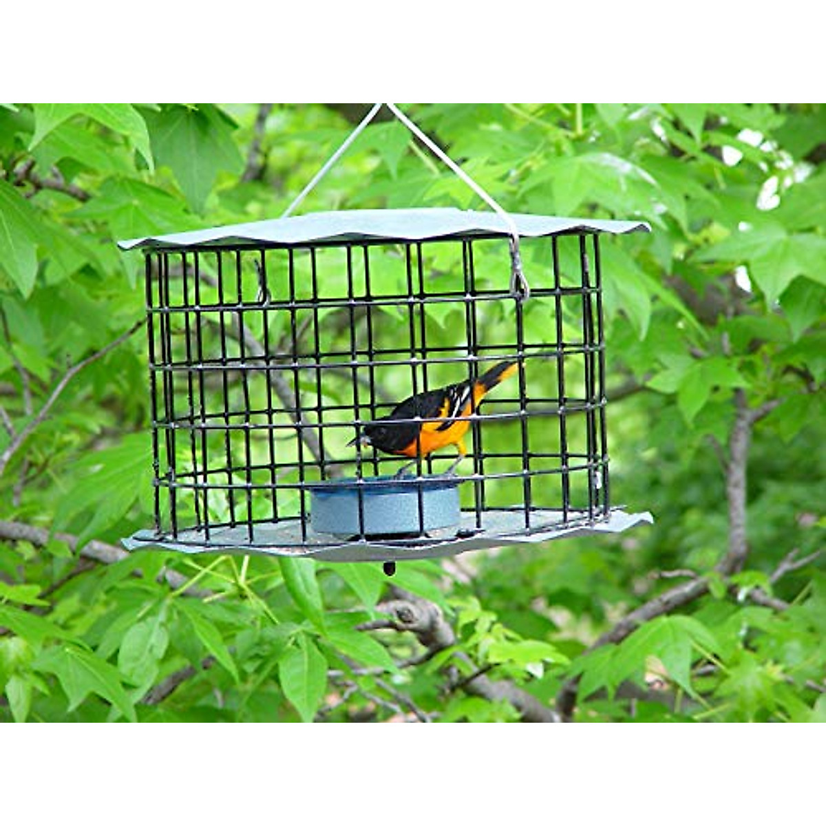 Erva Bluebird Feeder - Includes Meal Worm Cup - Designed to Keep Squirrels Out - Made in The USA