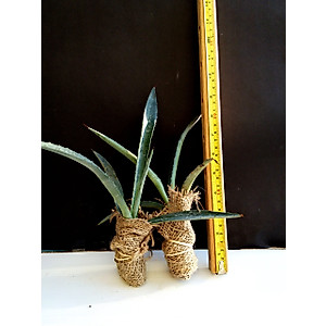 Agave Americana - Blue Agave - 2 Plants in Big Size