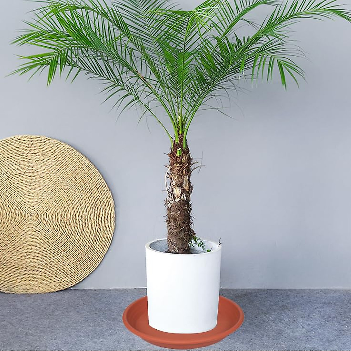 SAUCERHOME 5 Packs Plant Saucer Pot Tray 6 8 10 12 14 16 19 20 Inch Plastic Flower Planter Saucers and Drip Trays for Indoors Outdoors, Heavy Durable Plant Plate Water Catcher (6 Inch Terracotta)