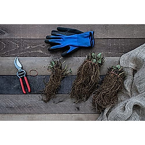 Seascape Everbearing Strawberry Bare Roots Plants, 25 per Pack, Hardy Plants Non GMO