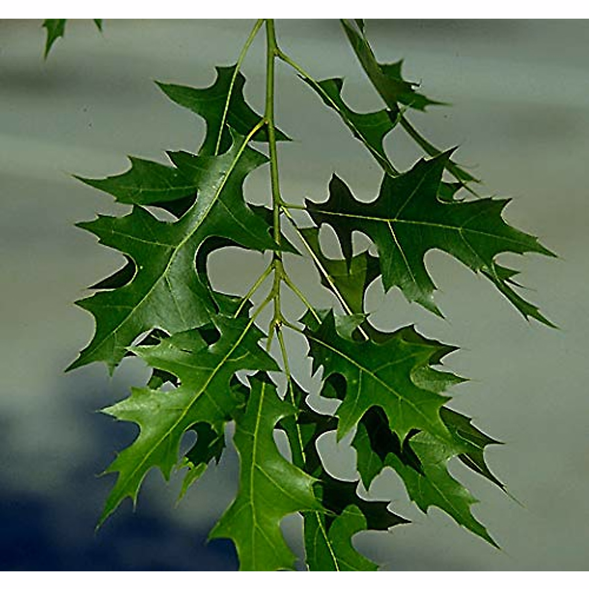 Pin Oak Tree - Fast Growing Hardwood - Live Plant Shipped 2 Feet Tall by DAS Farms (No California)