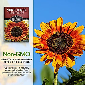 Survival Garden Seeds - Autumn Beauty Sunflower Seed for Planting - 3 Packs with Instructions to Plant and Grow Beautiful and Colorful Flowers in Your Home Vegetable Garden - Non-GMO Heirloom Variety