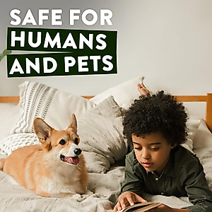 Smart Protector Electronic Fly Trap Kit - 2 Devices + 4 Glue Board Refills - Gnat Traps for Indoor House - Fruit Fly Trap Indoor - Bug Light Trap Indoor