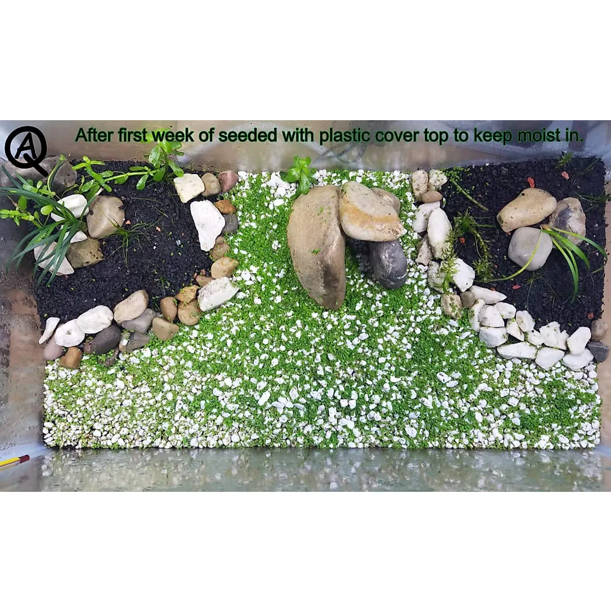 Fresh Water Aquarium Live Plants Foreground Seeds or Carpeting in Planted Fish Tank. Safe for Shrimps, Betta, Goldfish, and Guppies.