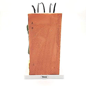 50X TDOU 35/50/70 Times Human Big Anatomical Skin Magnified Tissue Structure Model with Hair 35X/50X/70X Enlarged for Biology Minimally Invasive Cosmetic Surgery Teaching Models(50X)
