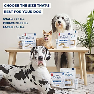 Bark BARK Bright Large Dental Kit for Dogs, 26.29 oz,31 Piece Set