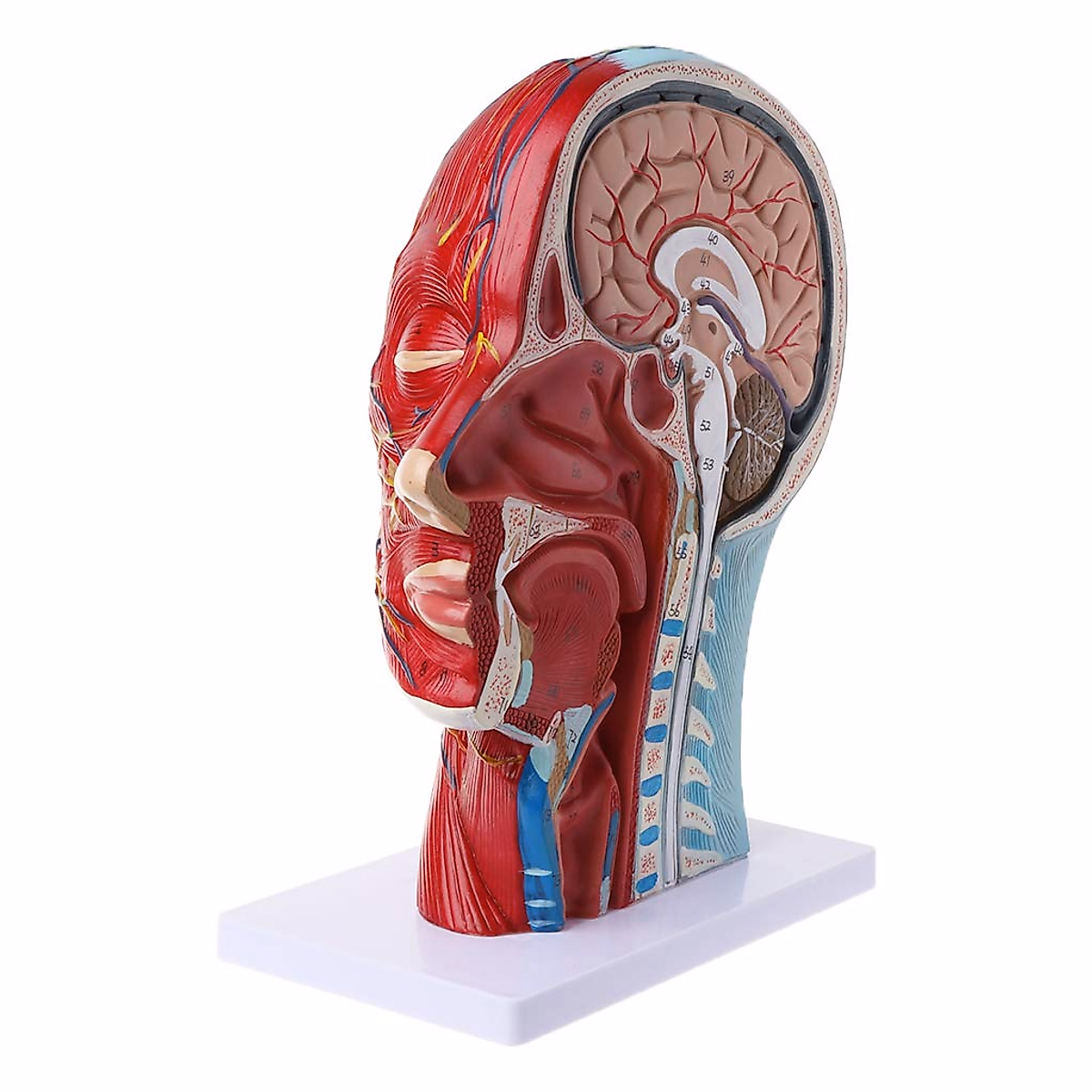 Abicial Human Anatomical Half Head Face Anatomy Medical Brain Neck Median Section Study Model Nerve Blood Vessel for Teaching Learning Tool