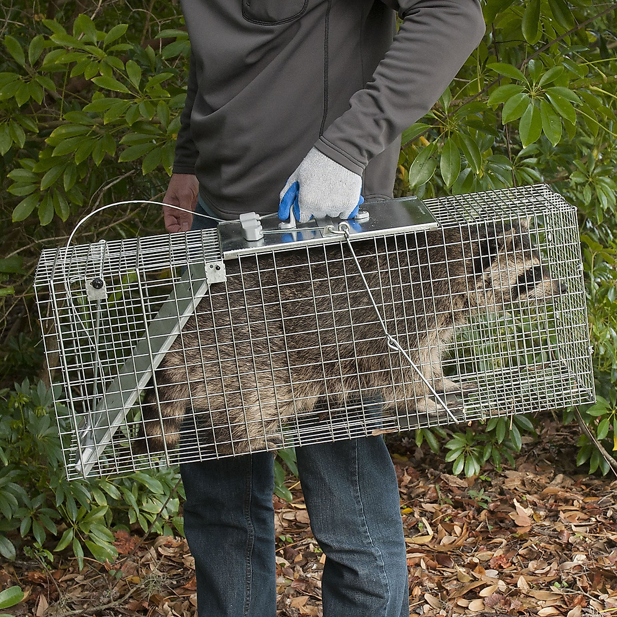 Havahart 1085 Large 1-Door Easy Set & Release Humane Live Animal Trap for Armadillos, Cats, Groundhogs, Muskrats, Nutria, Opossums, Racoons, Skunks, and Other Similar-Sized Animals