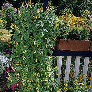 Outsidepride Mina Lobata Firecracker Flowering Vine Climbing, Trailing, Vining Plants - 100 Seeds