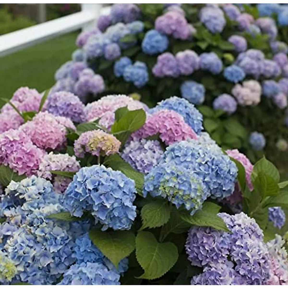 100+ Hydrangea Seeds for Planting