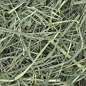 Oxbow Animal Health Orchard Grass Hay - All Natural Grass Hay for Chinchillas, Rabbits, Guinea Pigs, Hamsters & Gerbils - 25 lb.