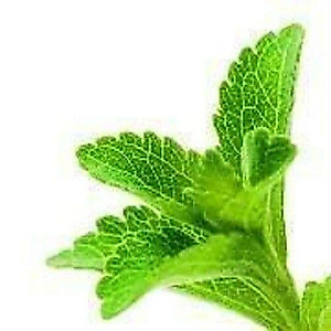 100+ Stevia Rebaudiana Sweetleaf Seeds Rare Edible Heirloom Sugar Garden Plant