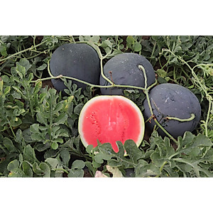 SeedsUP - 30+ Black Beauty Watermelon - Fruit seeds.