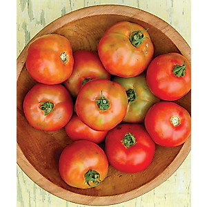 Burpee 'Early Girl',Slicing Tomato, 50 Non-GMO Seeds