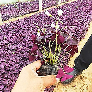 Oxalis Triangularis 10 Bulbs Purple Shamrocks Lucky Lovely Flowers Bulbs Grows for Garden and pots