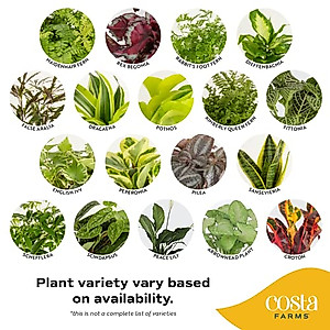 Costa Farms Live House Plants (3 Pack), Easy to Grow Live Indoor Houseplants, Grower's Choice Air Purifier Set, Potted in Indoors Garden Plant Pots, Potting Soil, Housewarming Gift, Home or Room Decor