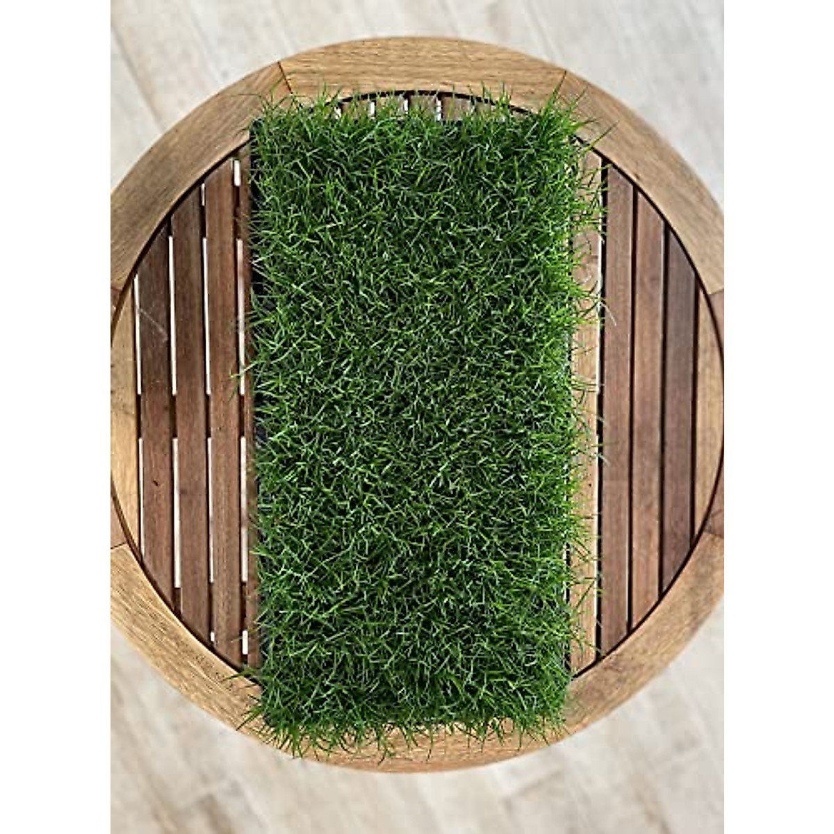 Bermuda Grass Plug Tray | EZ Plug 50 Grass Plugs Per Tray