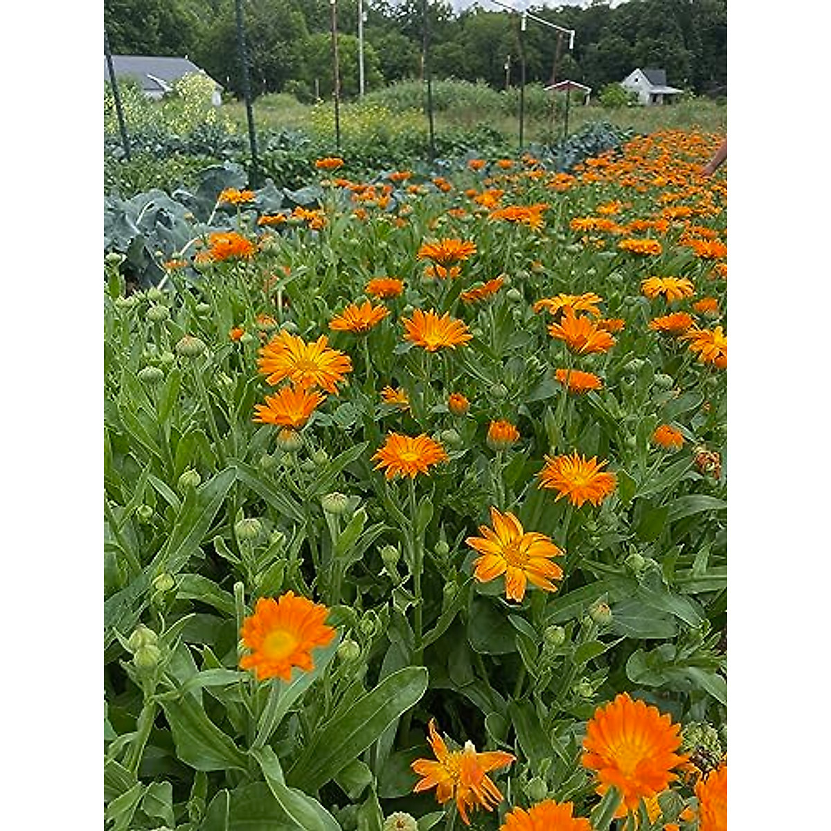 All Purpose Skin Salve by Everfield, For Dry Skin and Hand Relief, Soothing Calendula Herbal Balm (2 oz)