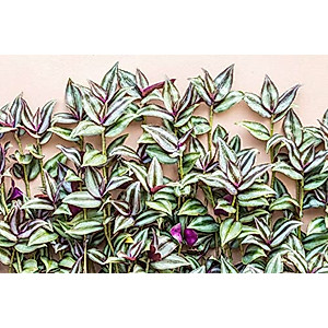 Yunaksea 35 Purple Wandering Jew Cuttings for Growing Indoor, 6 Inc to 8 Inc Tall, Ornaments Perennial Garden Simple to Grow Pot