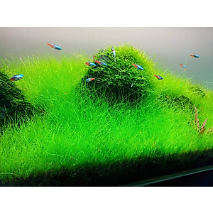 Marcus Fish Tanks - Dwarf Hairgrass Live Aquarium Plant Tissue Culture Freshwater Aquatic Plants