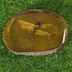 IMIKEYA Amber Fossil with Insects Samples Stones Crystal Specimens Home Decorations Collection Pendant Dragonfly