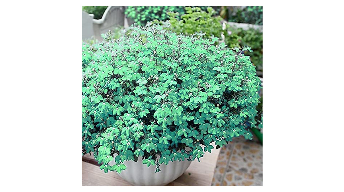 3000+ Mix Creeping Thyme Seeds | Easy Ground Cover & Pollinator