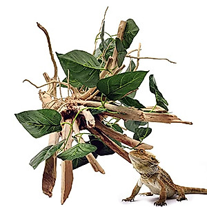 Hamiledyi Reptile Driftwood Large Climbing Branches Amphibian Trunk Log Ornament Aquarium Natural Driftwood Decoration for Lizard Gecok Snake Bearded Dragon Frog Iguana Chameleon