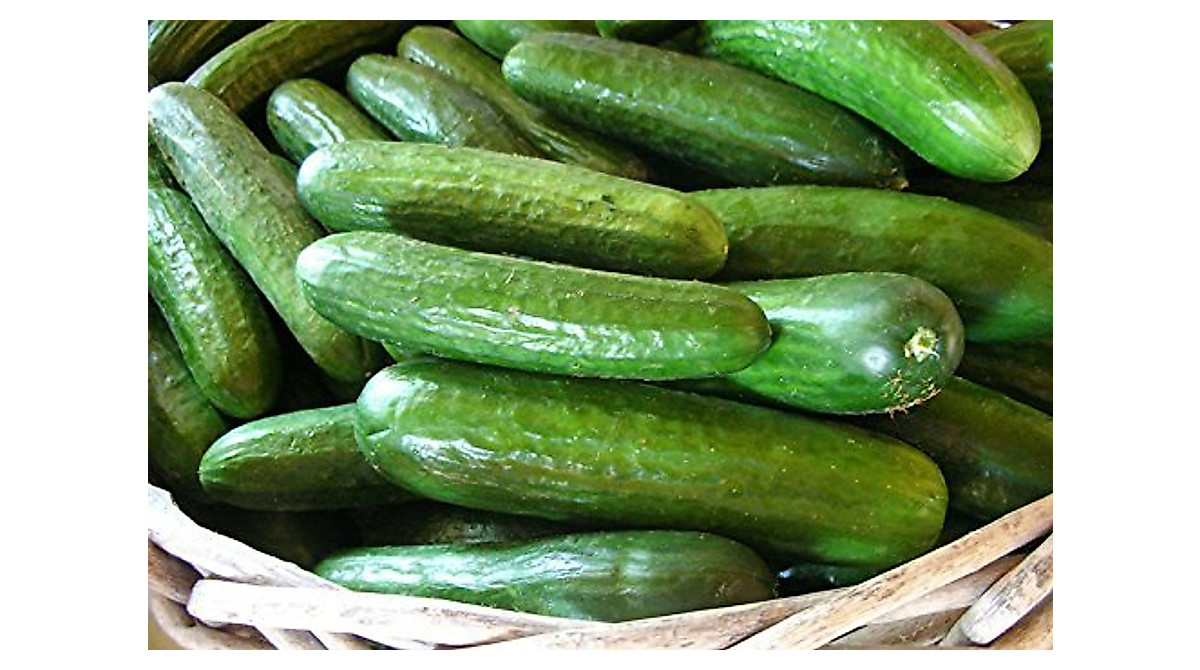 30+ Persian Beit Alpha Cucumber Seeds Heirloom Non-GMO | Harley Seeds