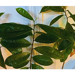 Soursop Guanabana Potted Starter Seedling Plant 5 to 9 Inc Tall Ornaments Planting Perennial Garden Simple to Grow Pot