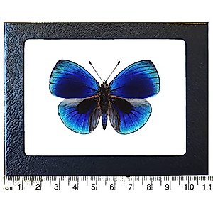 BicBugs Asterope leprieuri Blue Black Butterfly Peru Framed