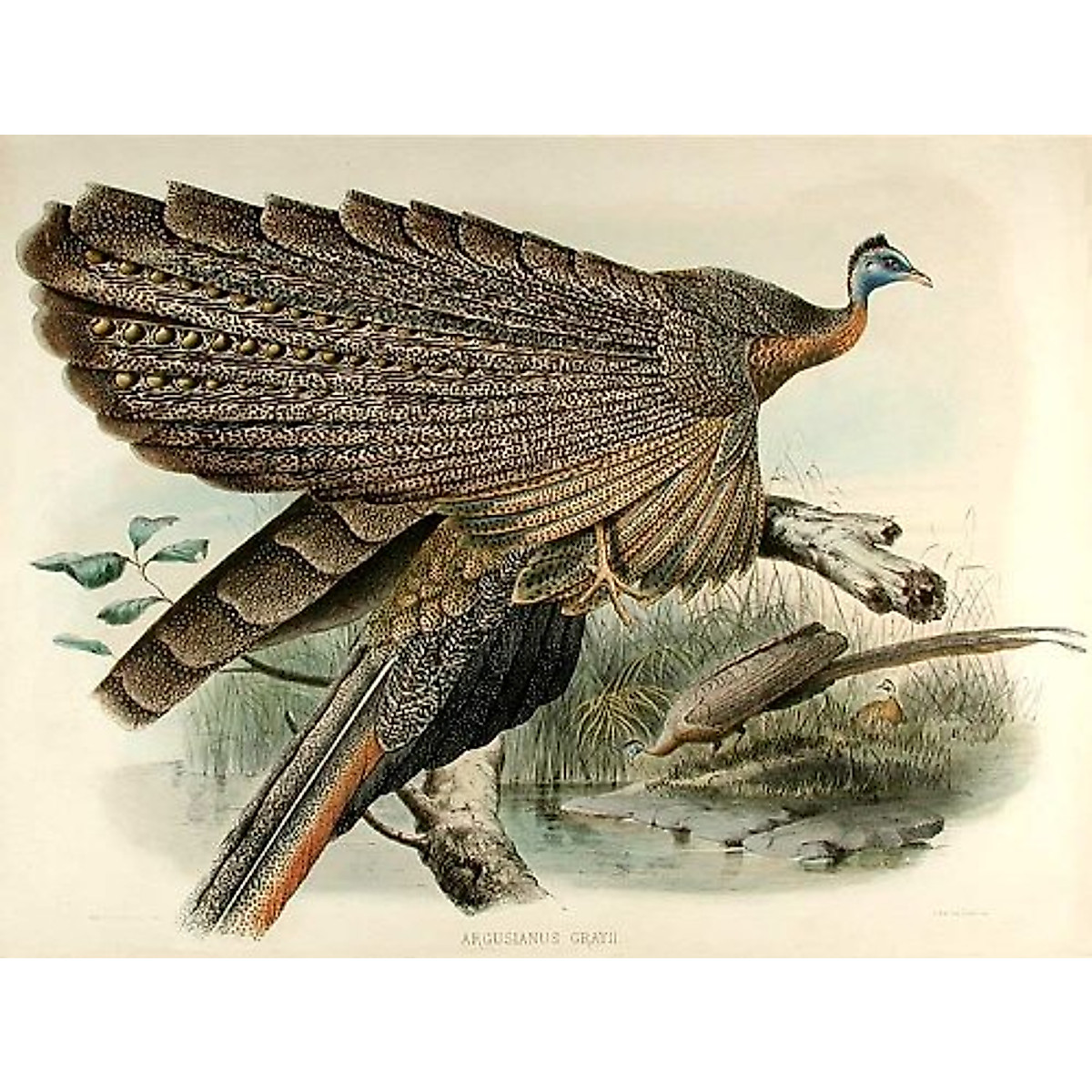 Argusianus Grayii [Argus]