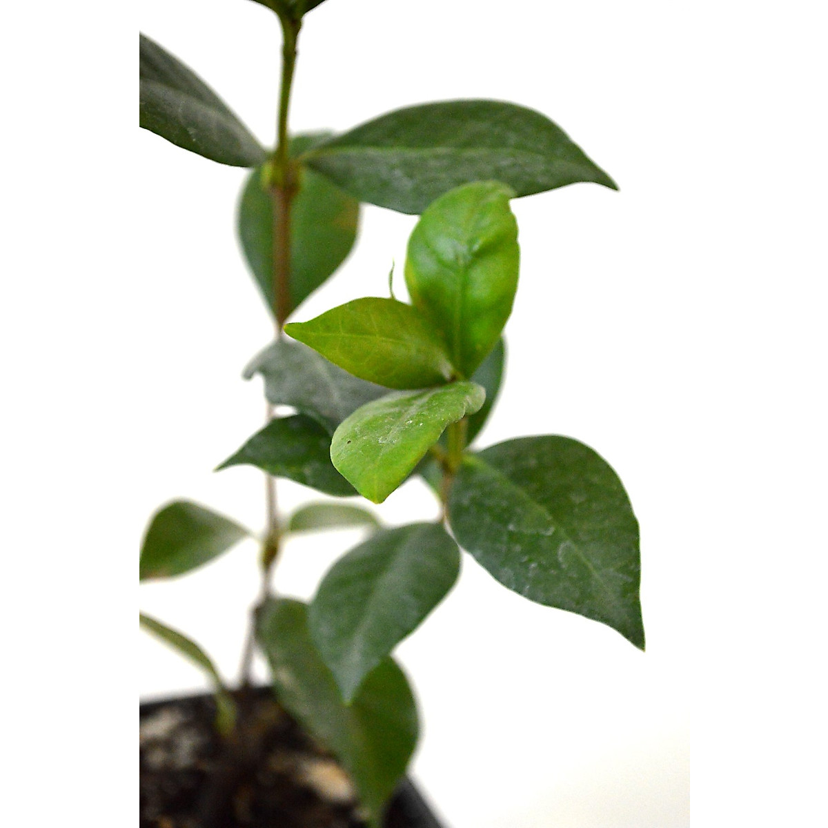 9GreenBox - Confederate Jasmine - 6 Pack